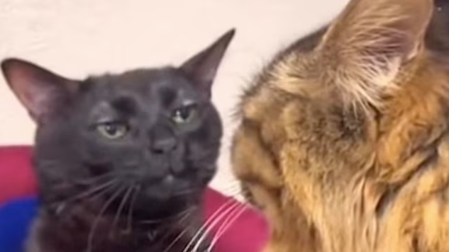 Este es el origen del "meme" del gato negro "disociado" que es viral ...